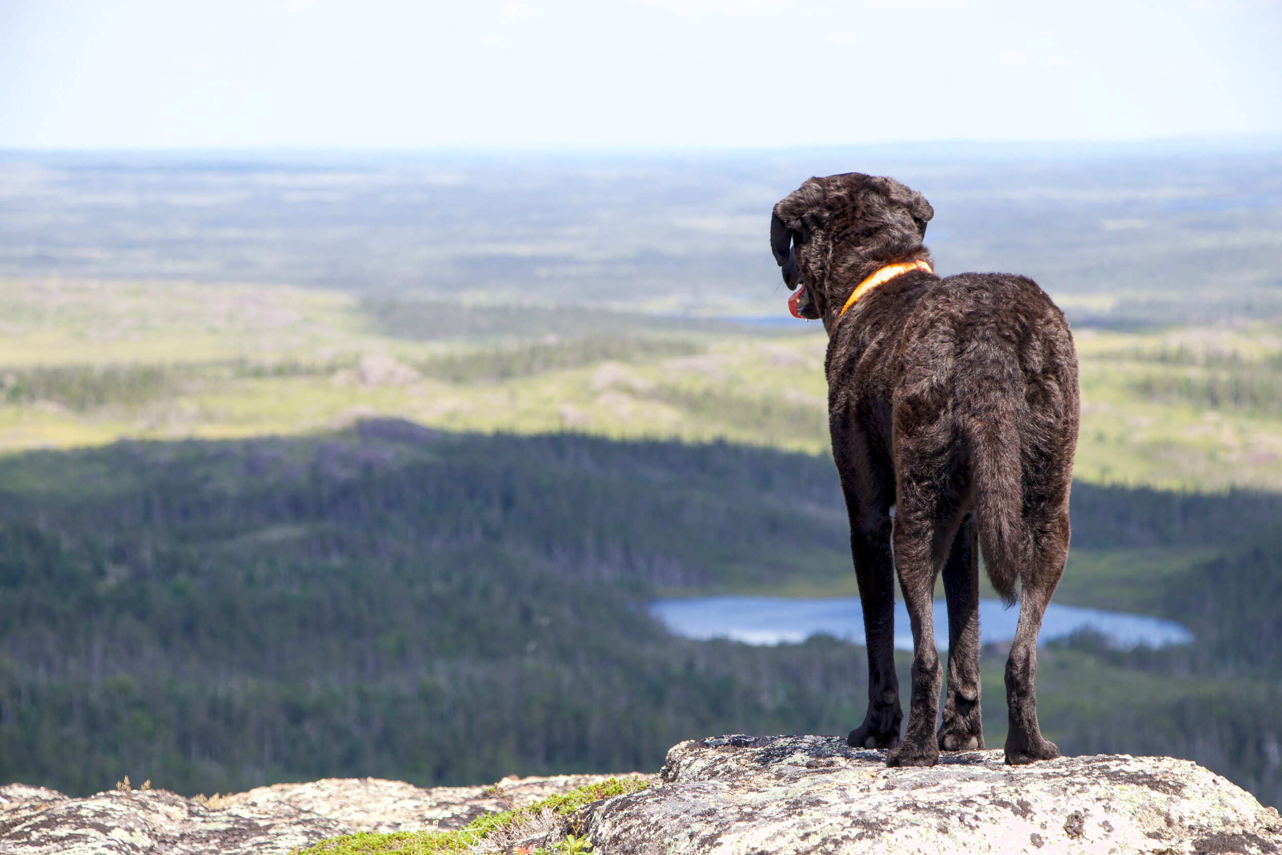 Into the Newfoundland Wilderness | The Royal Canadian Geographical Society